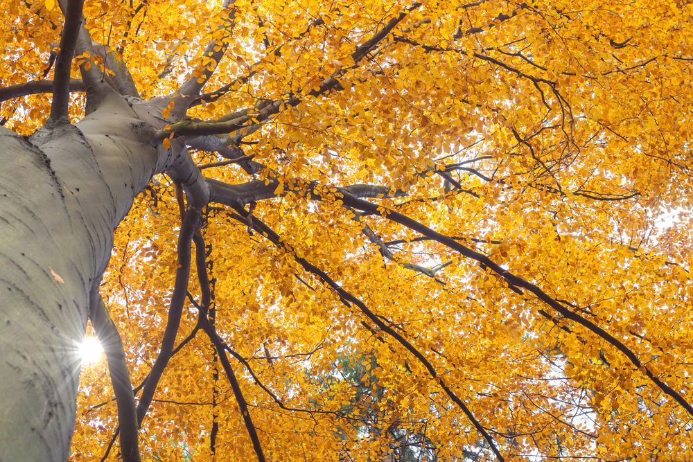 Osi-R Technical Manual - checkupload